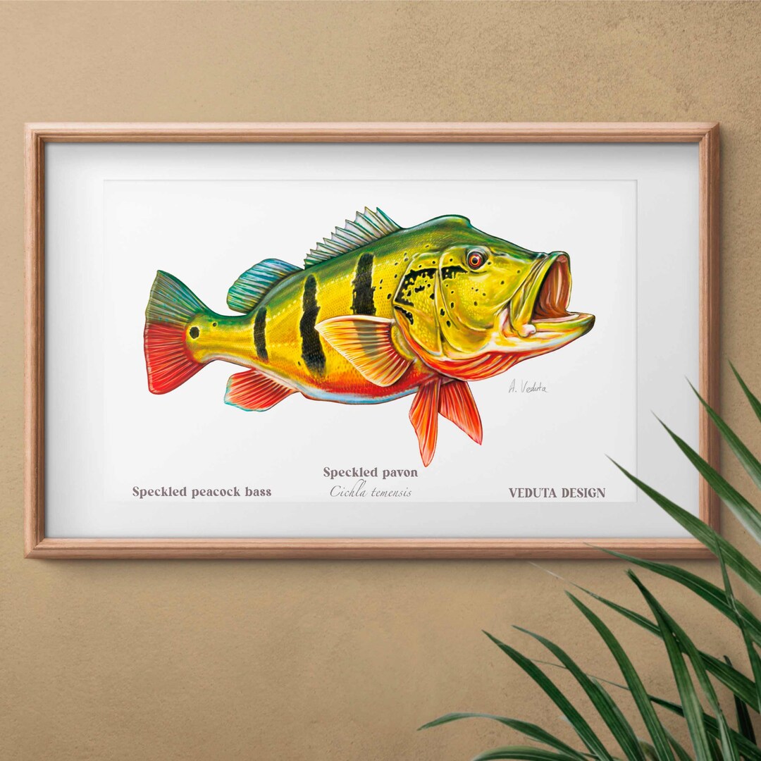 Peacock Bass Fish Poster - Unique Fishing Gift for Fishing Lover - Etsy