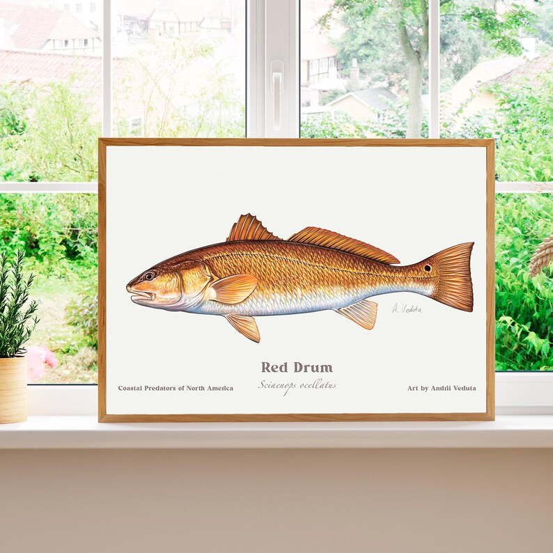 Redfish – Red Drum Digital Art for Anglers. Coastal Game Fish ...