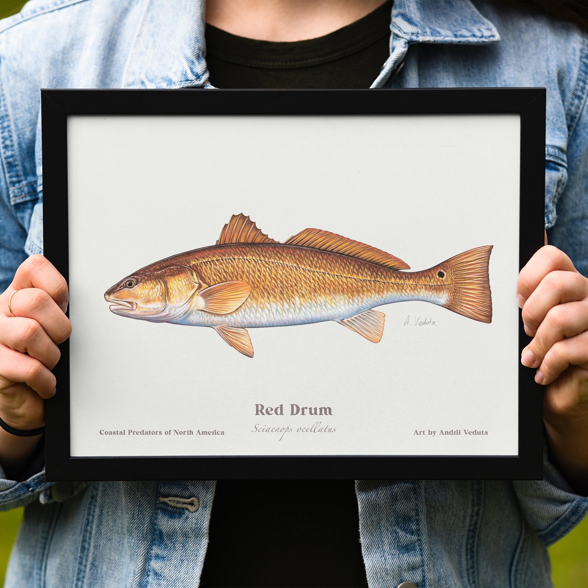 Redfish – Red Drum Digital Art for Anglers. Coastal Game Fish ...