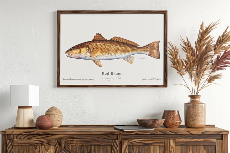 Redfish Illustration Art Print: Saltwater Angler Gift - Etsy