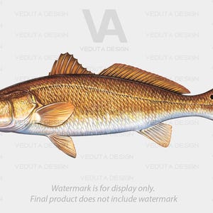 Redfish – Red Drum Digital Art for Anglers. Coastal Game Fish ...