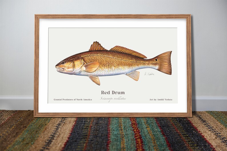 Redfish Illustration Art Print: Saltwater Angler Gift - Etsy