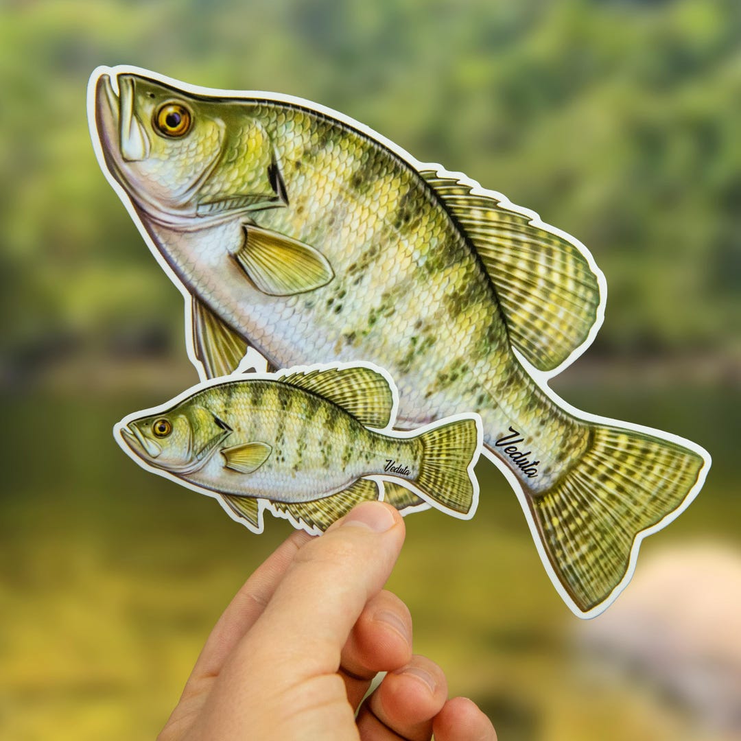 White Crappie Fishing Sticker: Angler Gift, Vinyl Decal (4" & 8") - Etsy