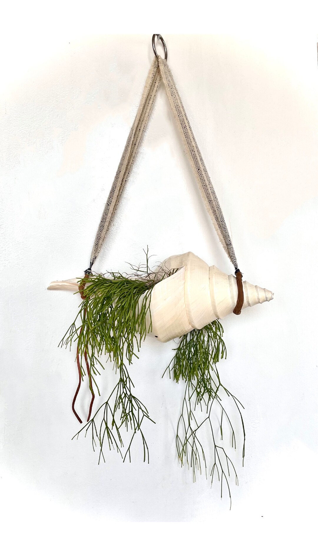 Conch Shell Natural Live Hanging Planter - Etsy