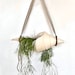 Conch Shell Natural Live Hanging Planter - Etsy