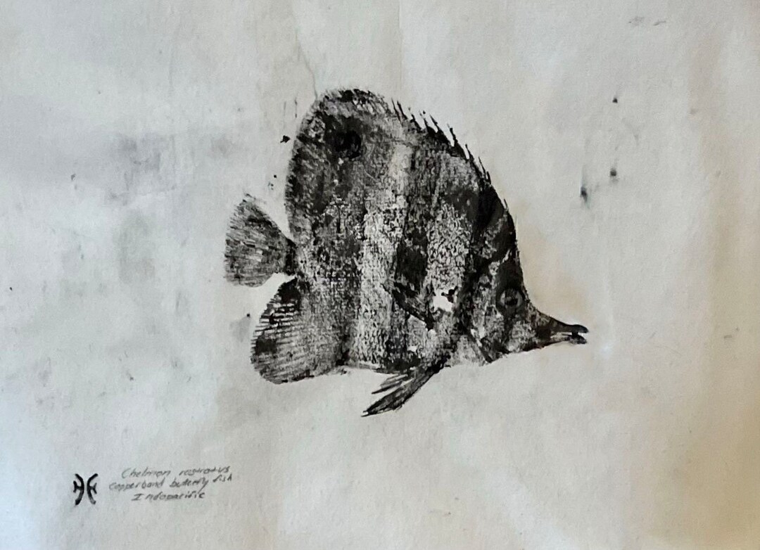 Traditional Process Gyotaku Prints of Chelmon Rostratus, Copperband ...