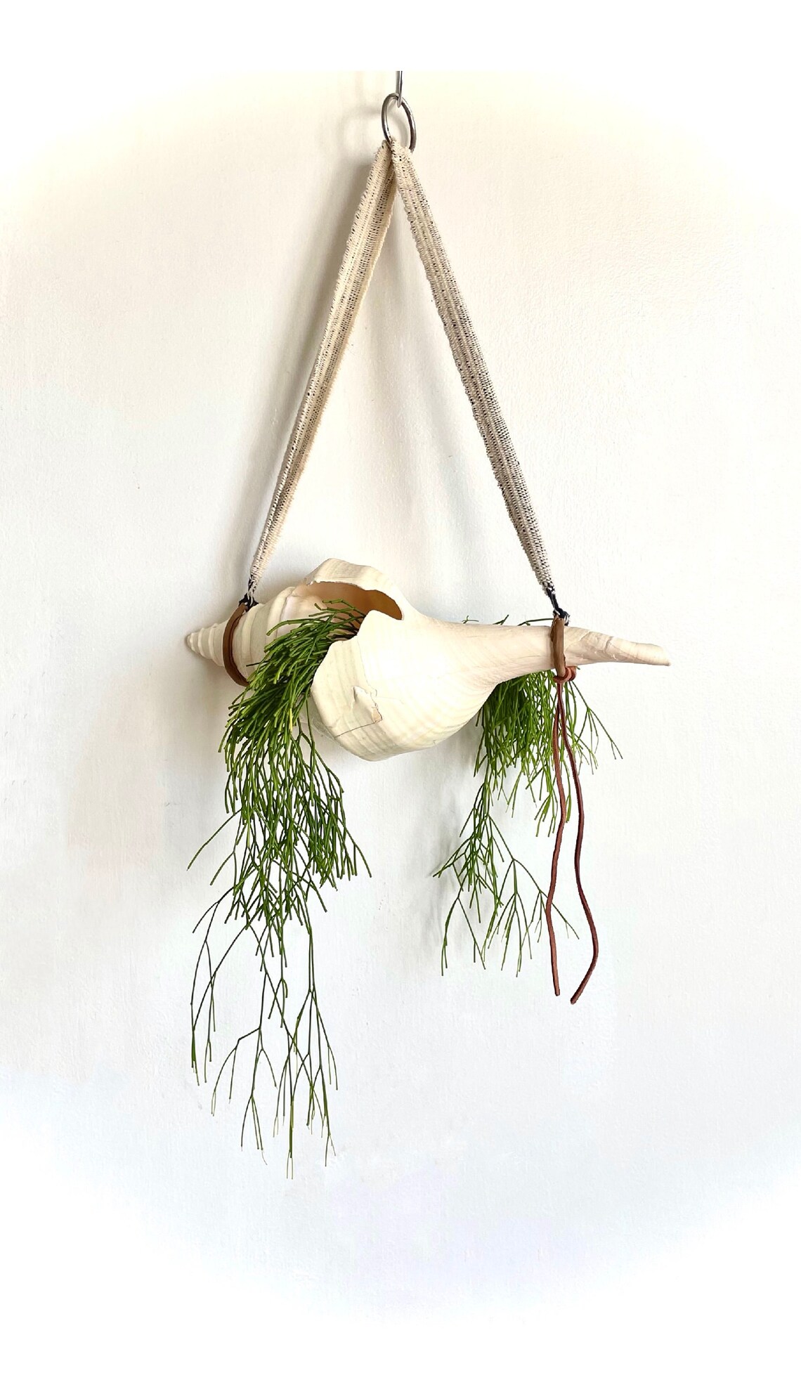 Conch Shell Natural Live Hanging Planter - Etsy