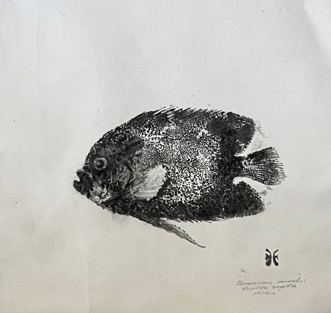 Traditional Process Gyotaku of Pomacanthus Navarchus- Blue Girdled ...