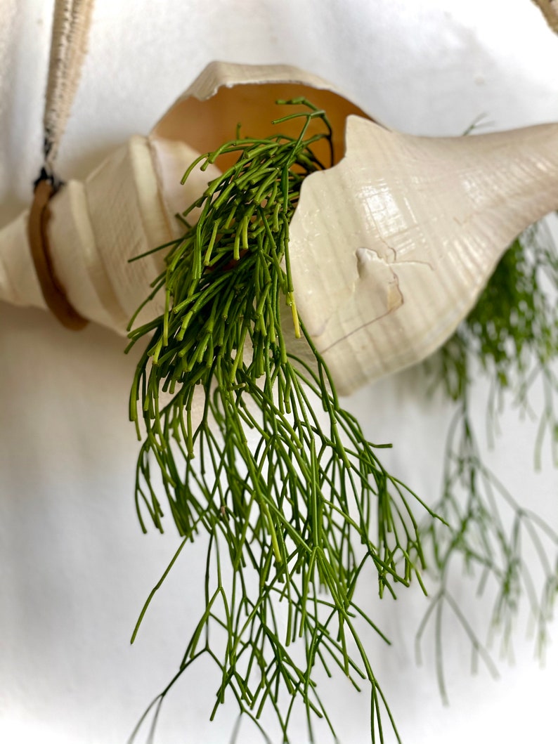 Conch Shell Natural Live Hanging Planter - Etsy
