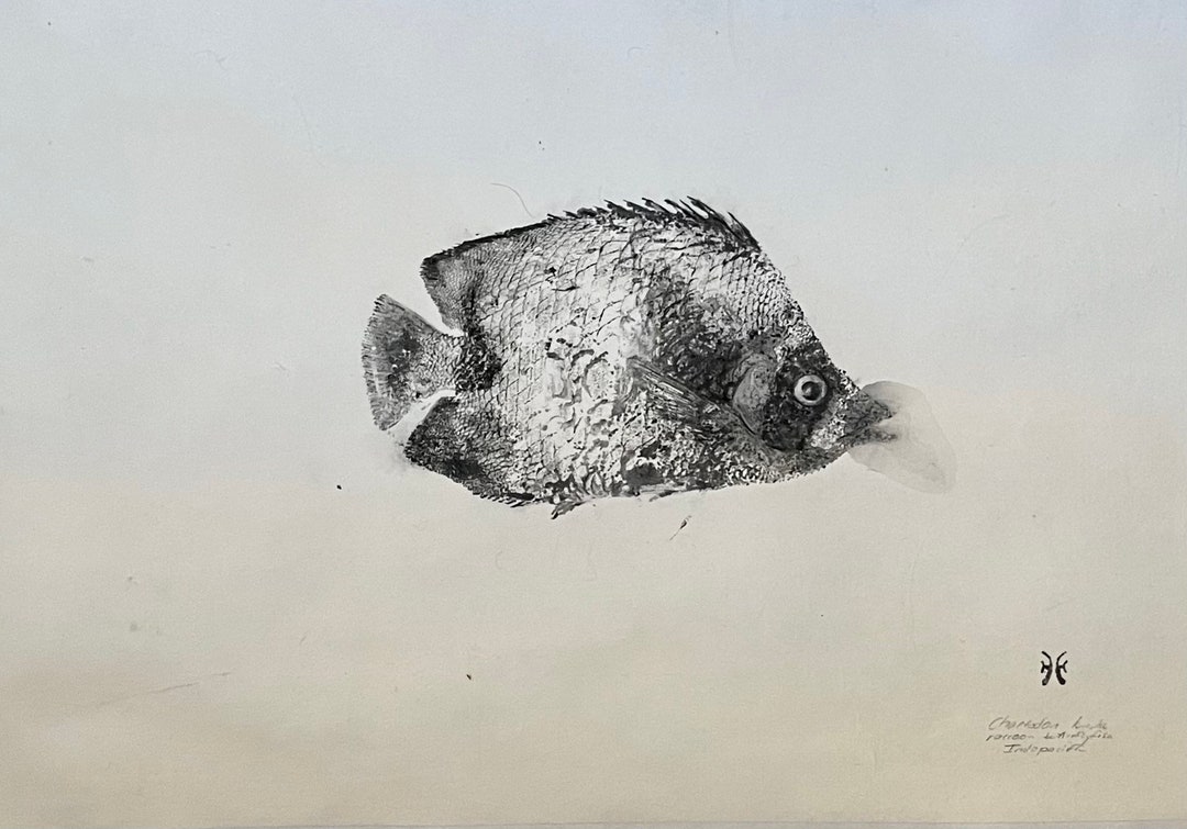 Traditional Process Gyotaku Print of Chaetodon Lunula- Raccoon ...