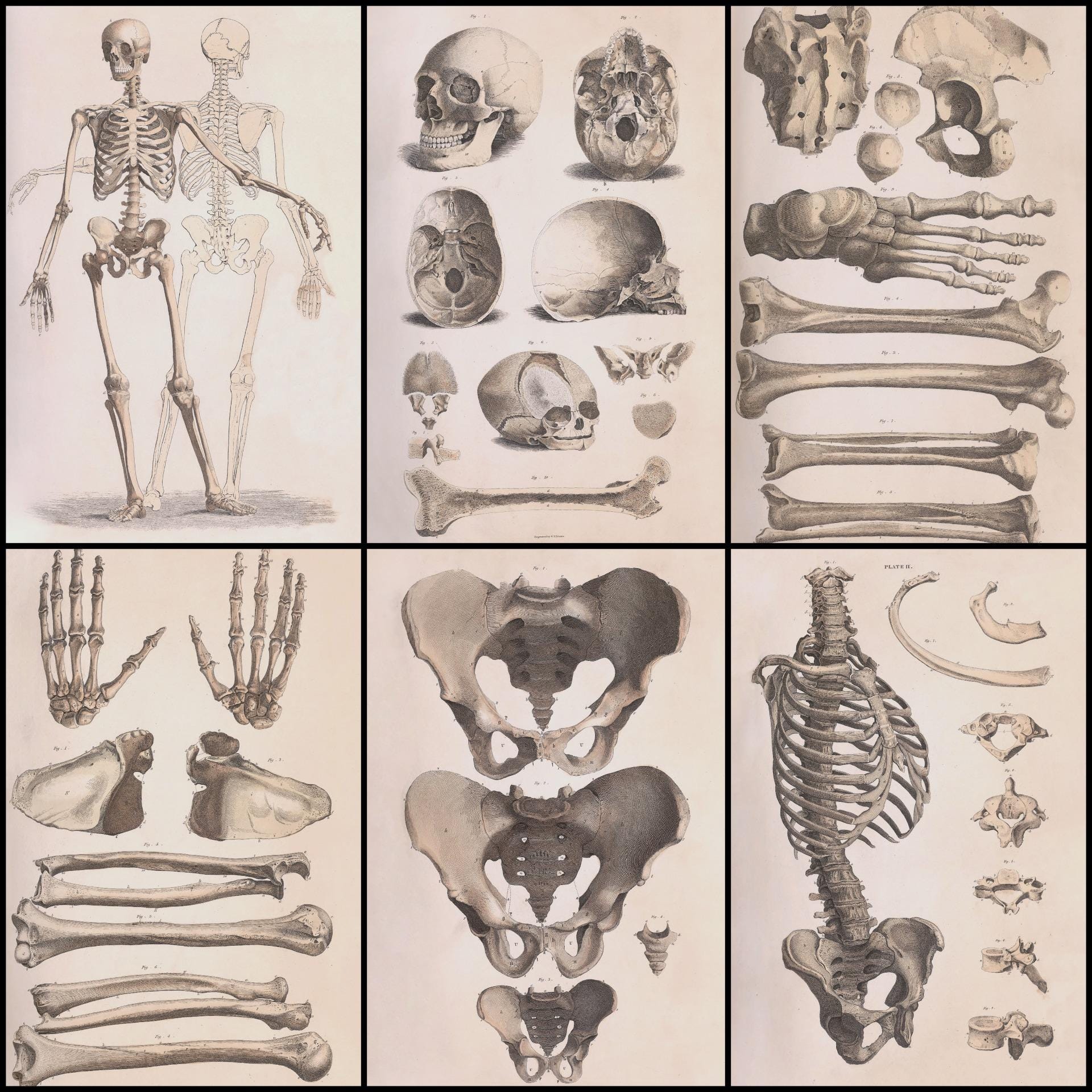 100+ Vintage Anatomy Plates by John Lizars / High-res Tiffs 300 DPI ...