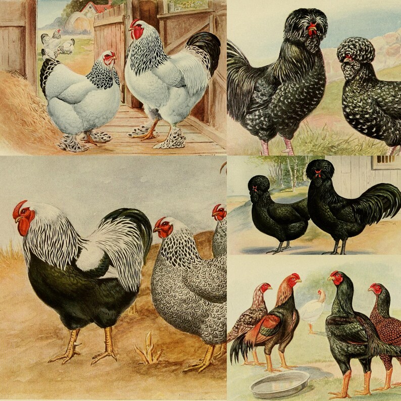 65+ Vintage Poultry Illustrations / Digital Downloads - Etsy