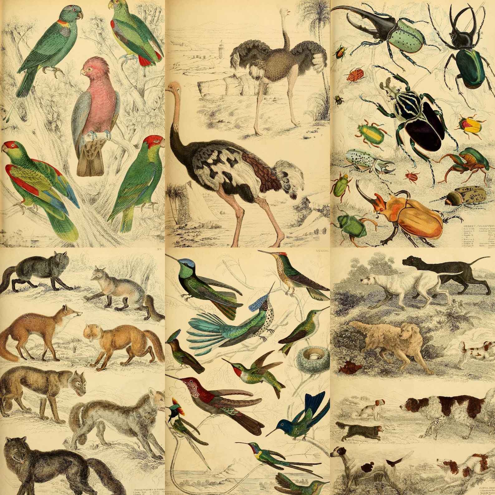 85+ Vintage Animal Kingdom Illustrations / High-quality Digital ...