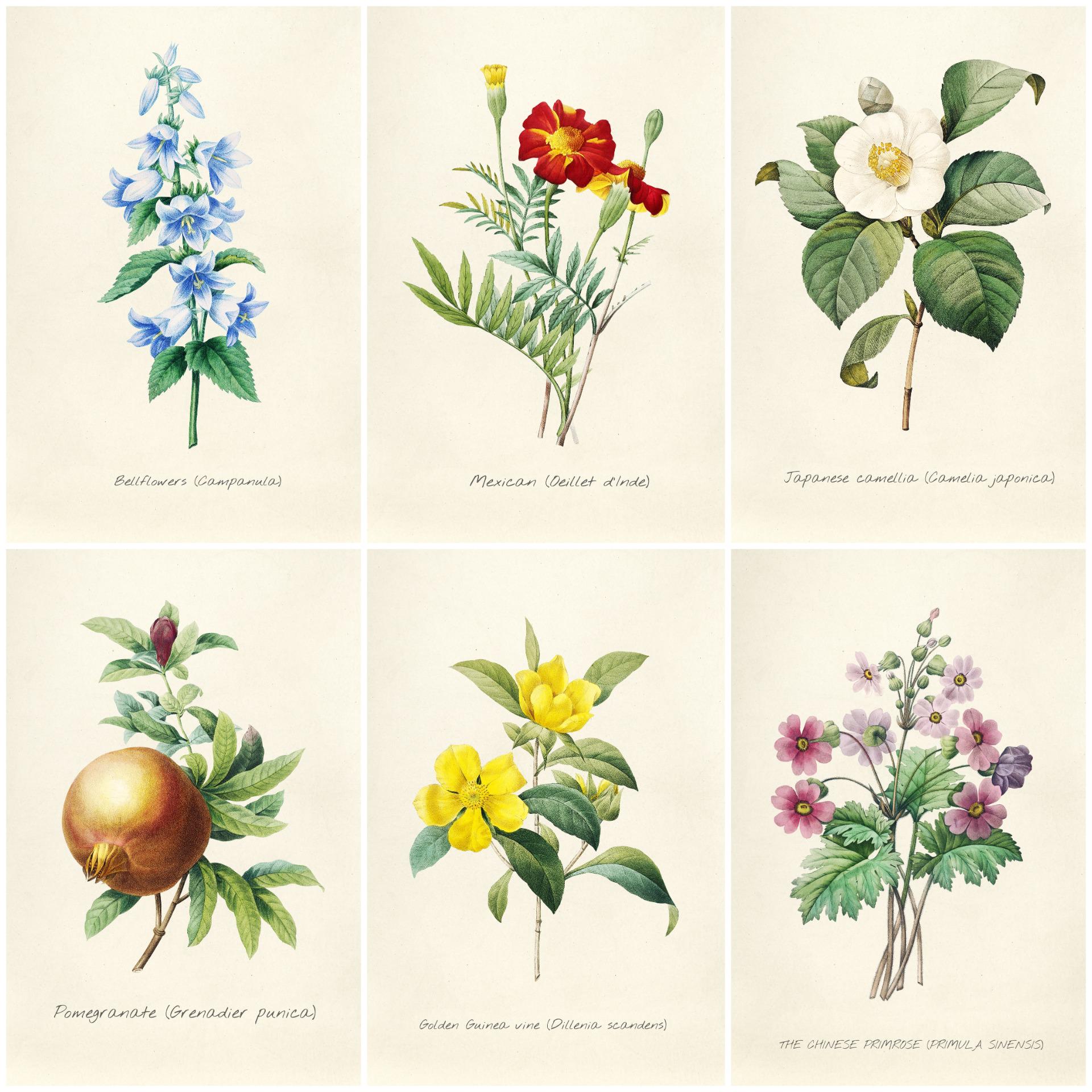 Vintage Botanical Prints: 100+ Joseph Redouté Floral Illustrations ...