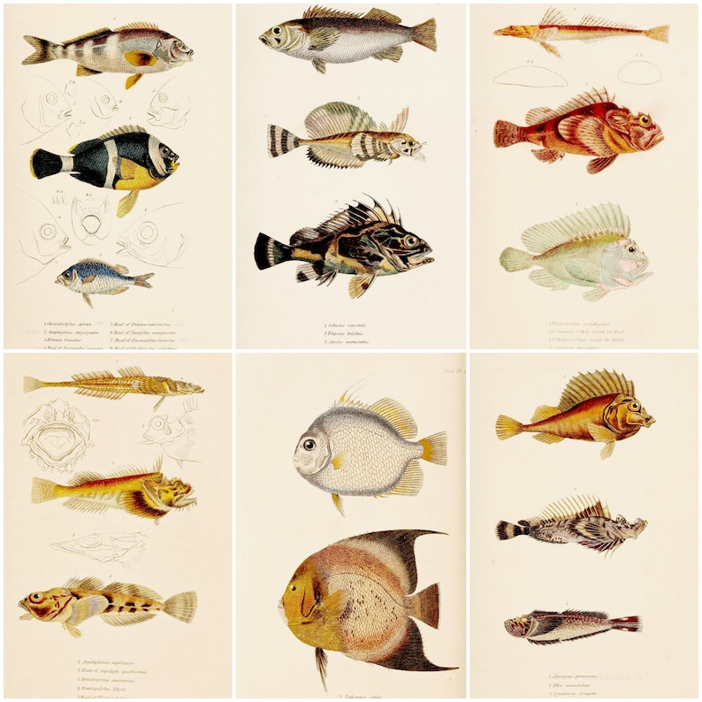 60+ Vintage Fish Species Illustrations / Ichthyology Art / High-quality ...