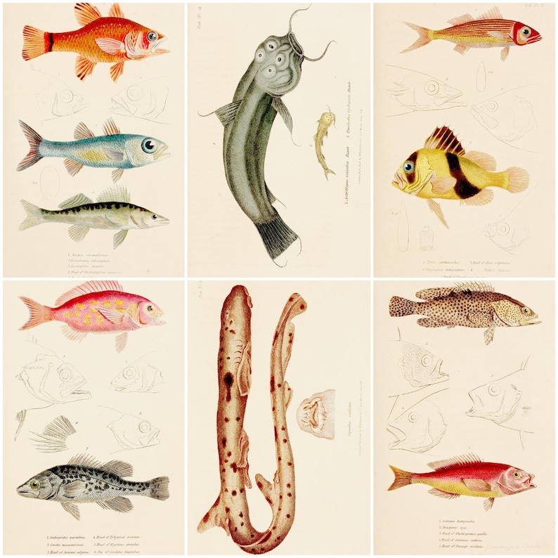 60+ Vintage Fish Species Illustrations / Ichthyology Art / High-quality ...