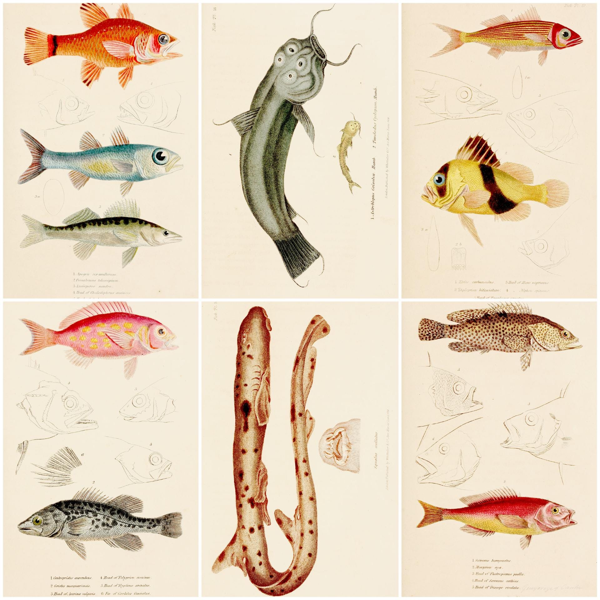 60+ Vintage Fish Species Illustrations / Ichthyology Art / High-quality ...