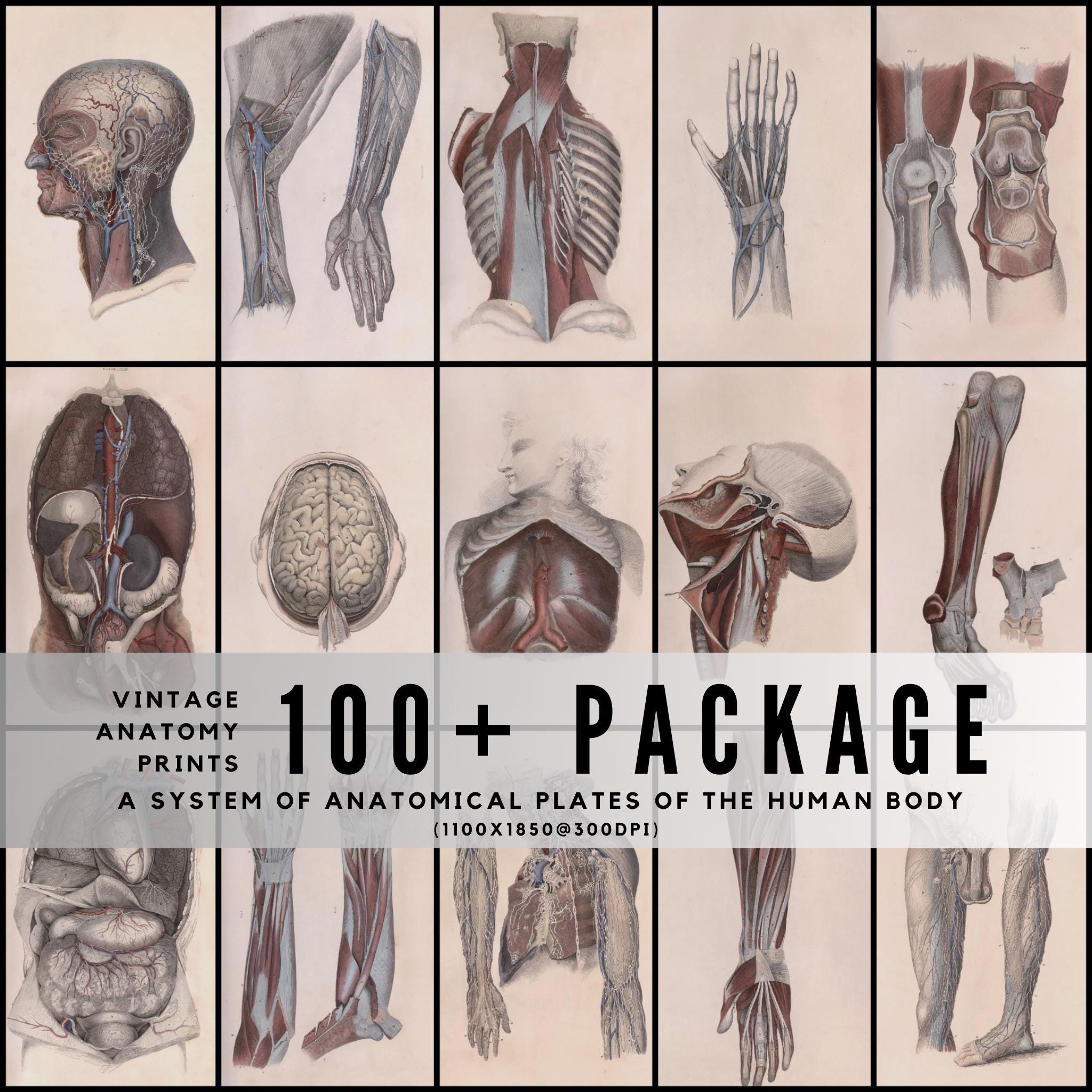100+ Vintage Anatomy Plates by John Lizars / High-res Tiffs 300 DPI ...