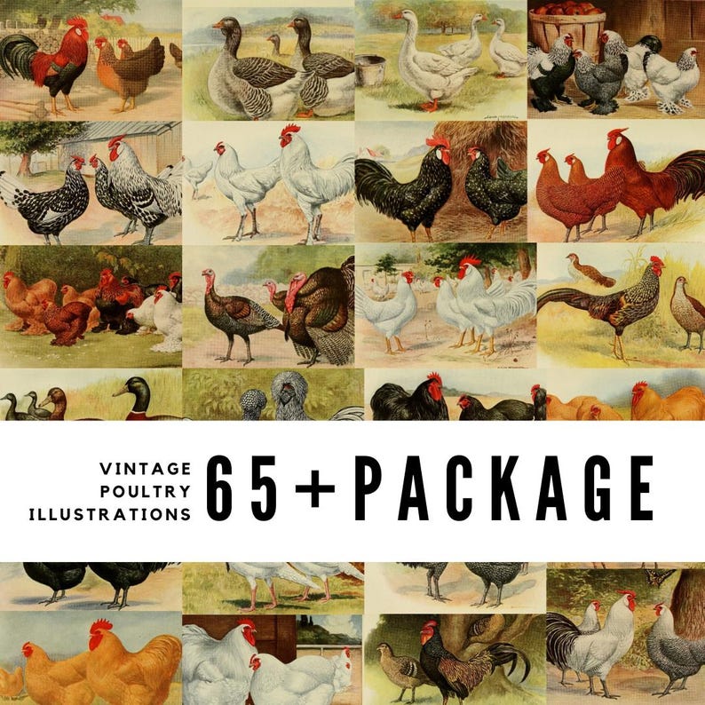 65+ Vintage Poultry Illustrations / Digital Downloads - Etsy