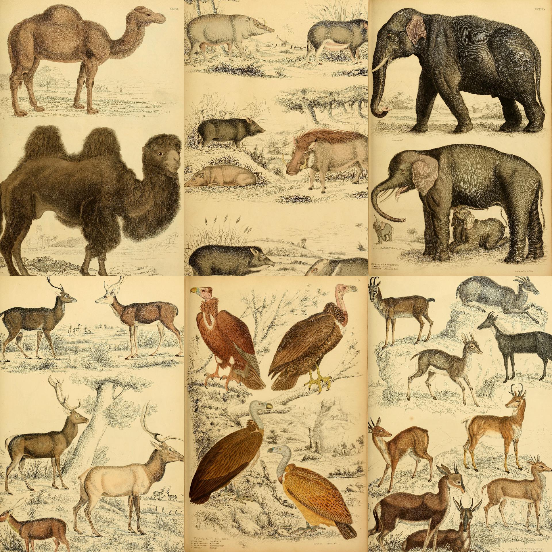 85+ Vintage Animal Kingdom Illustrations / High-quality Digital ...