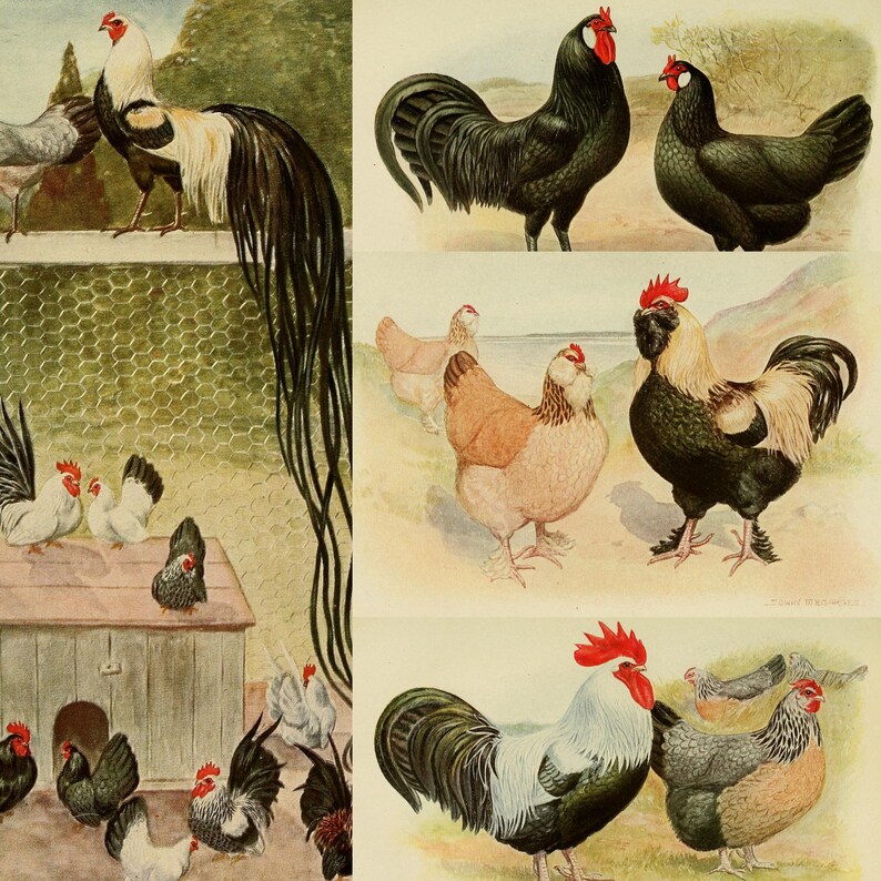 65+ Vintage Poultry Illustrations / Digital Downloads - Etsy