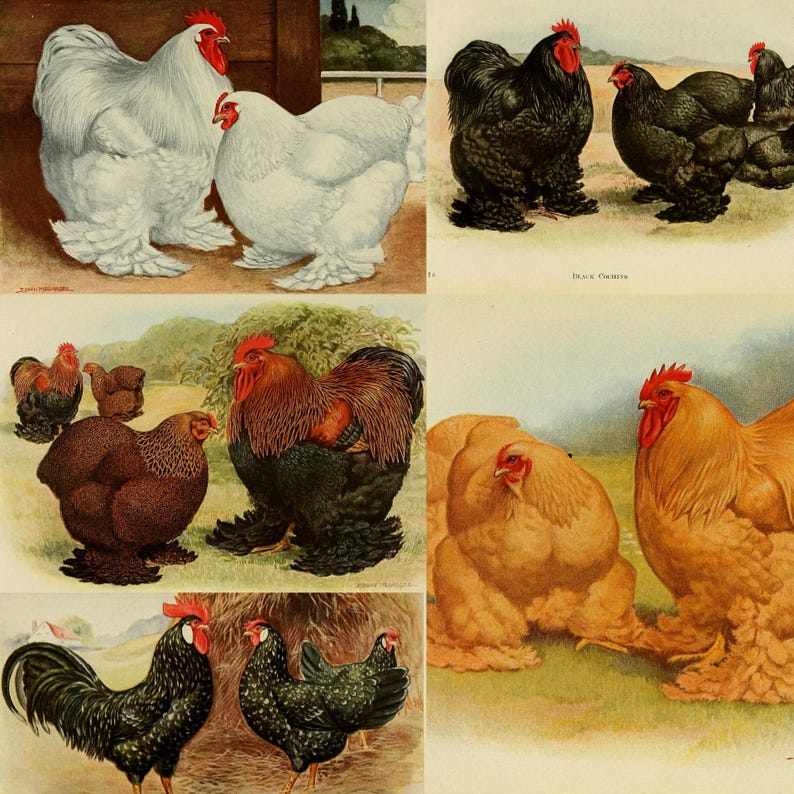 65+ Vintage Poultry Illustrations / Digital Downloads - Etsy