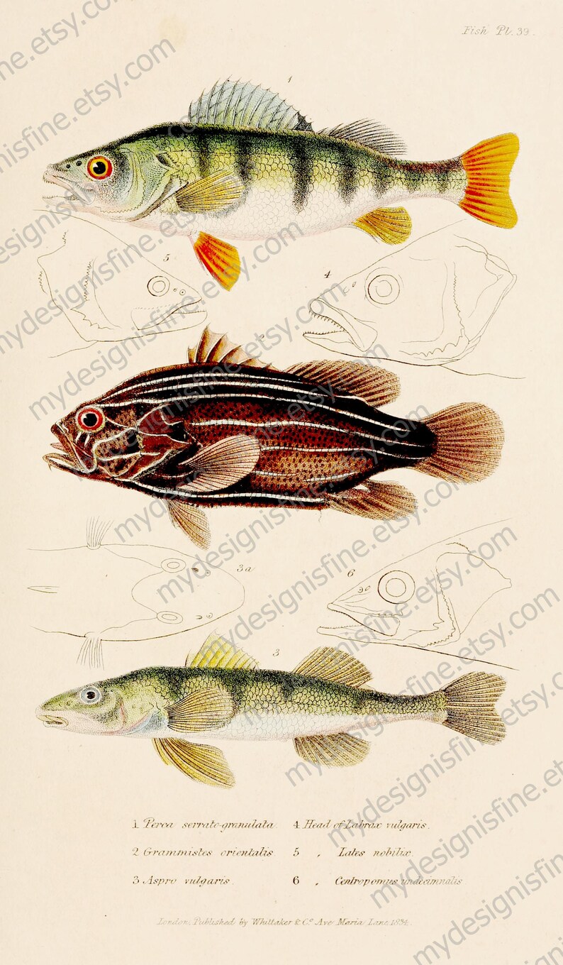 60+ Vintage Fish Species Illustrations / Ichthyology Art / High-quality ...