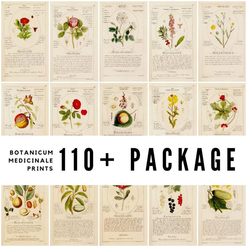 Botanical Art Scientific - Etsy