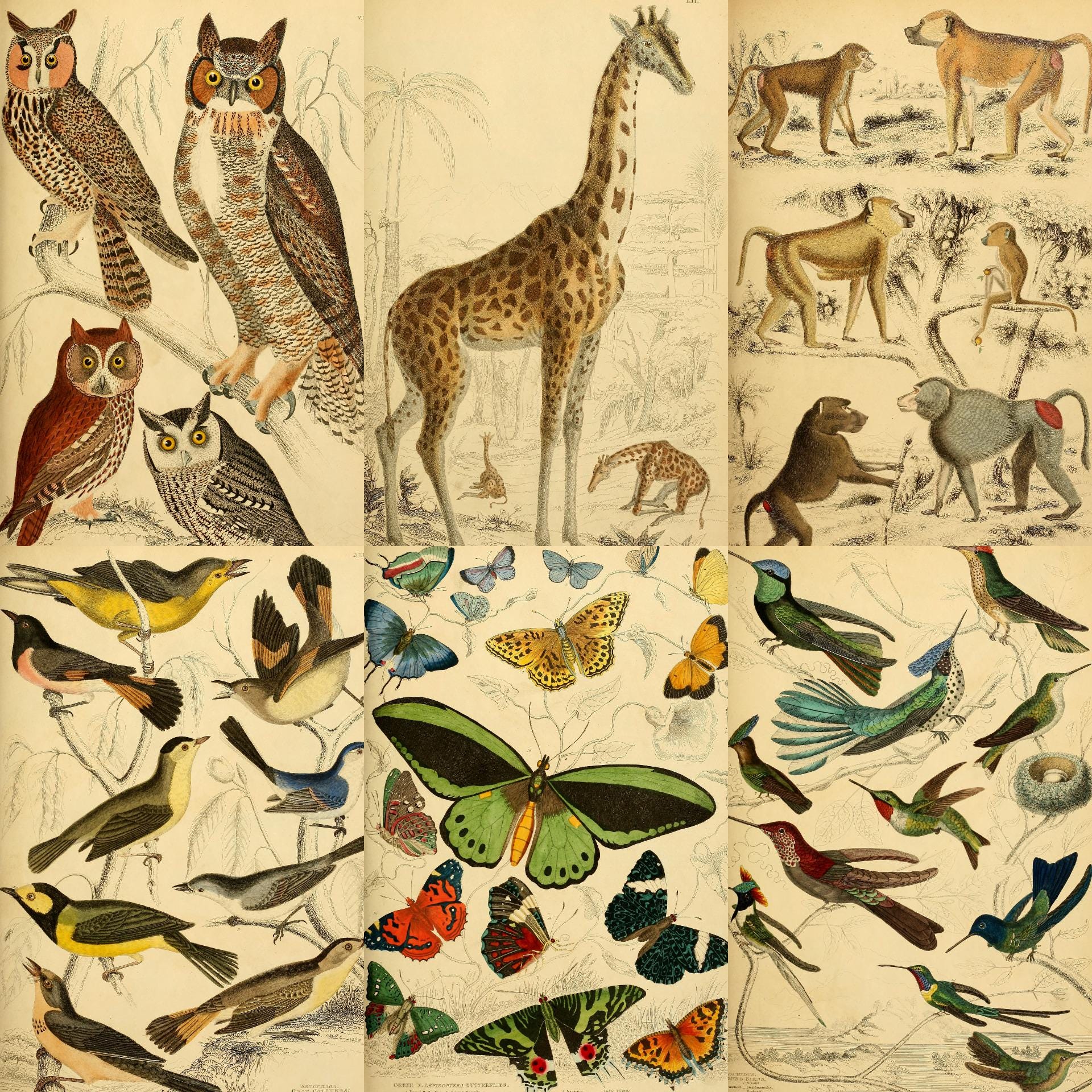 85+ Vintage Animal Kingdom Illustrations / High-quality Digital ...