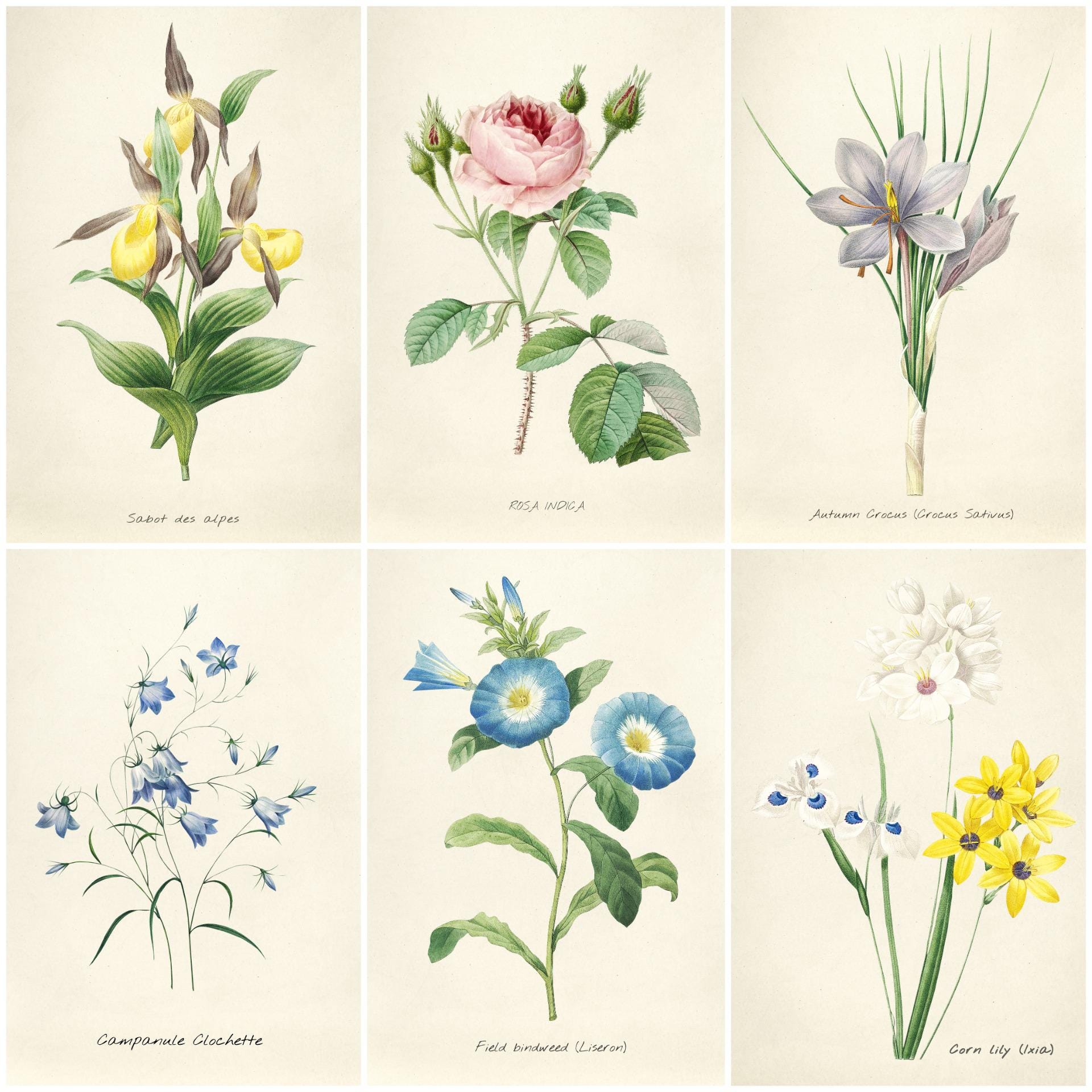 Vintage Botanical Prints: 100+ Joseph Redouté Floral Illustrations ...