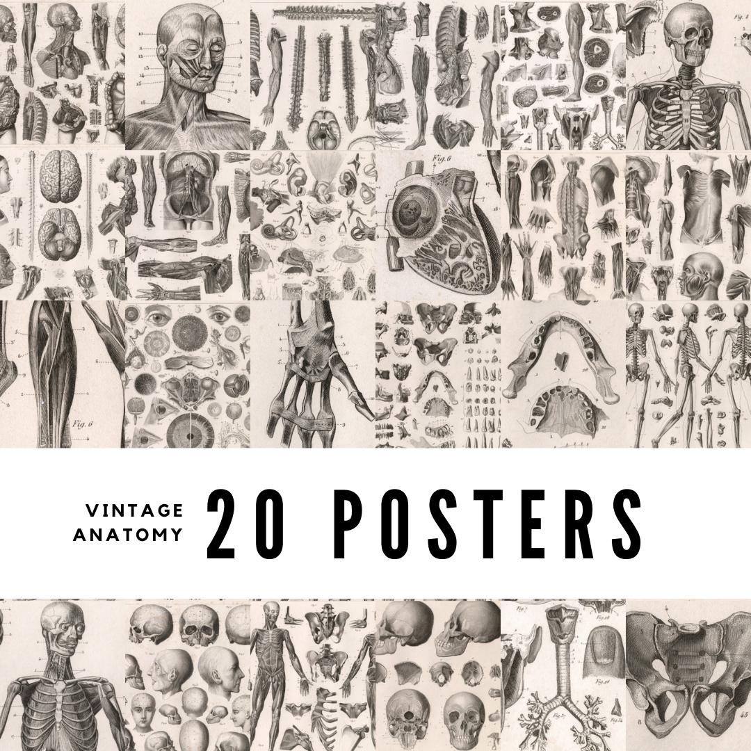 20 Vintage Anatomy Posters: Restored Medical Art Prints (digital ...