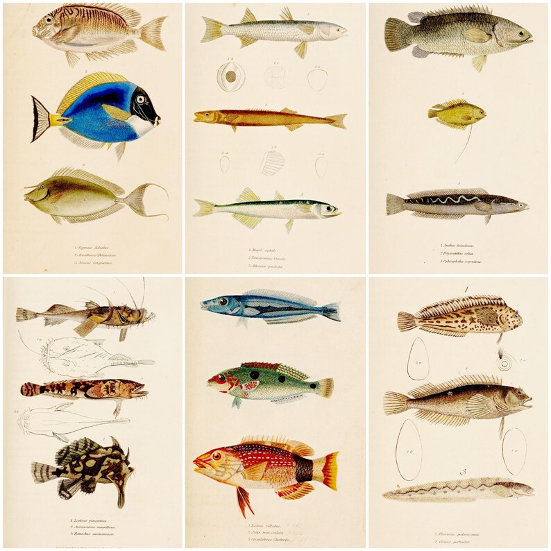 60+ Vintage Fish Species Illustrations / Ichthyology Art / High-quality ...