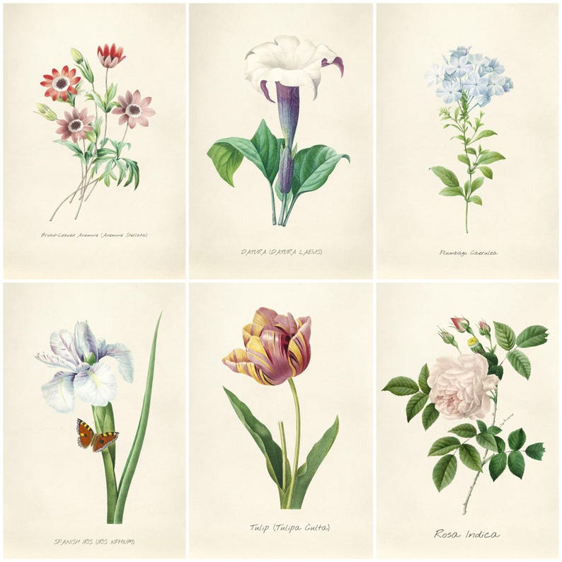 Vintage Botanical Prints: 100+ Joseph Redouté Floral Illustrations ...