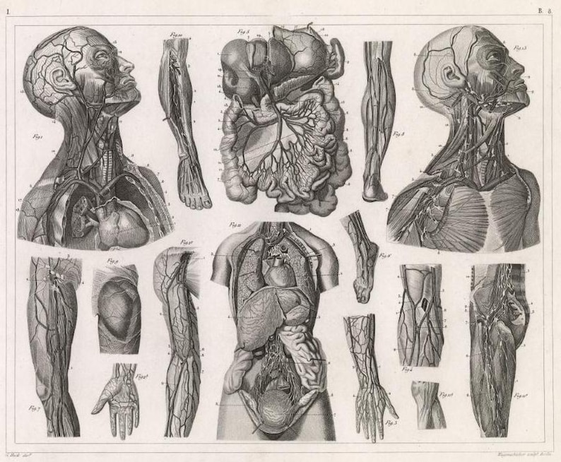 20 Vintage Anatomy Posters: Restored Medical Art Prints (digital ...