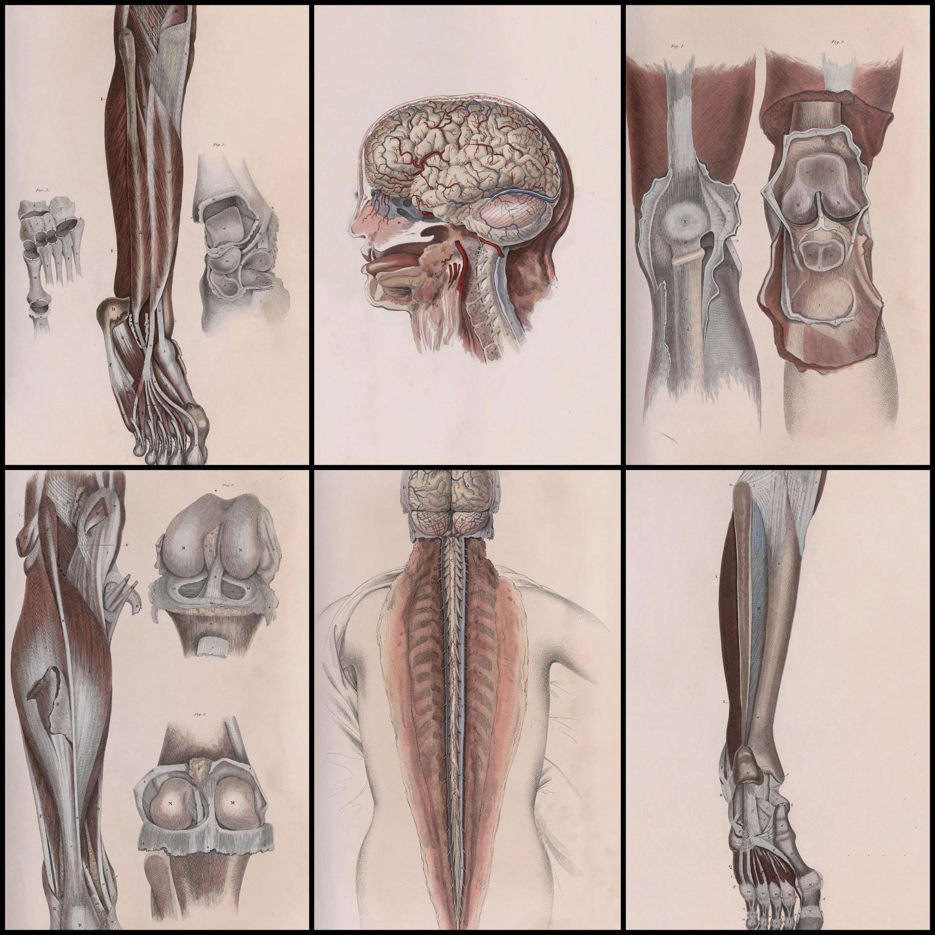 100+ Vintage Anatomy Plates by John Lizars / High-res Tiffs 300 DPI ...