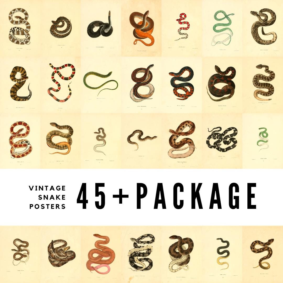 Vintage Snake Illustration Collection: Serpent Wall Art (digital ...