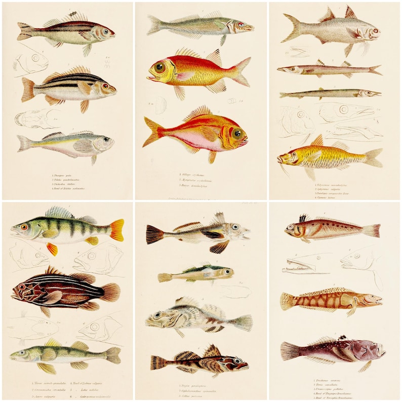 60+ Vintage Fish Species Illustrations / Ichthyology Art / High-quality ...