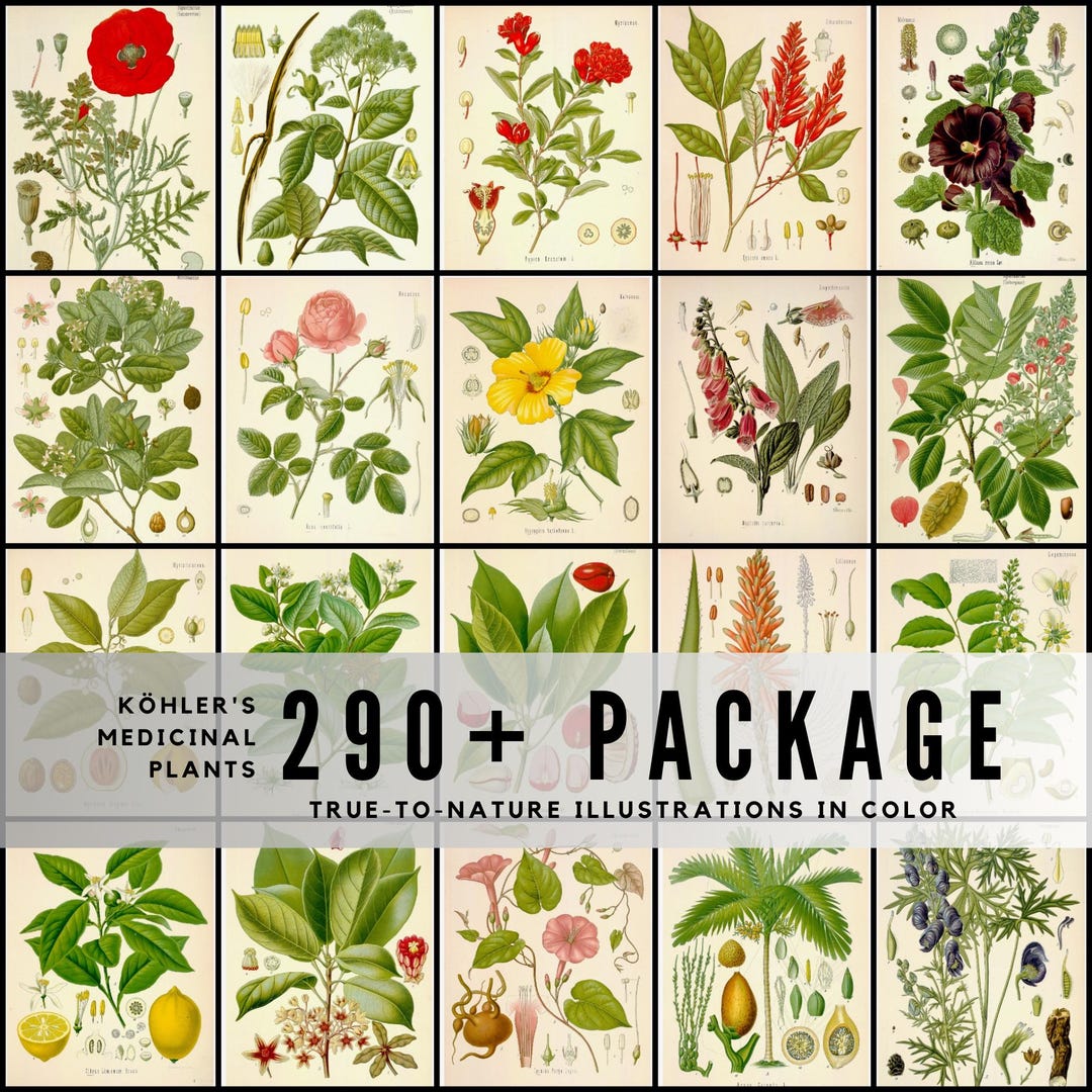 290+ Vintage Botanical Illustrations Köhler’s Medicinal Plants Antique ...