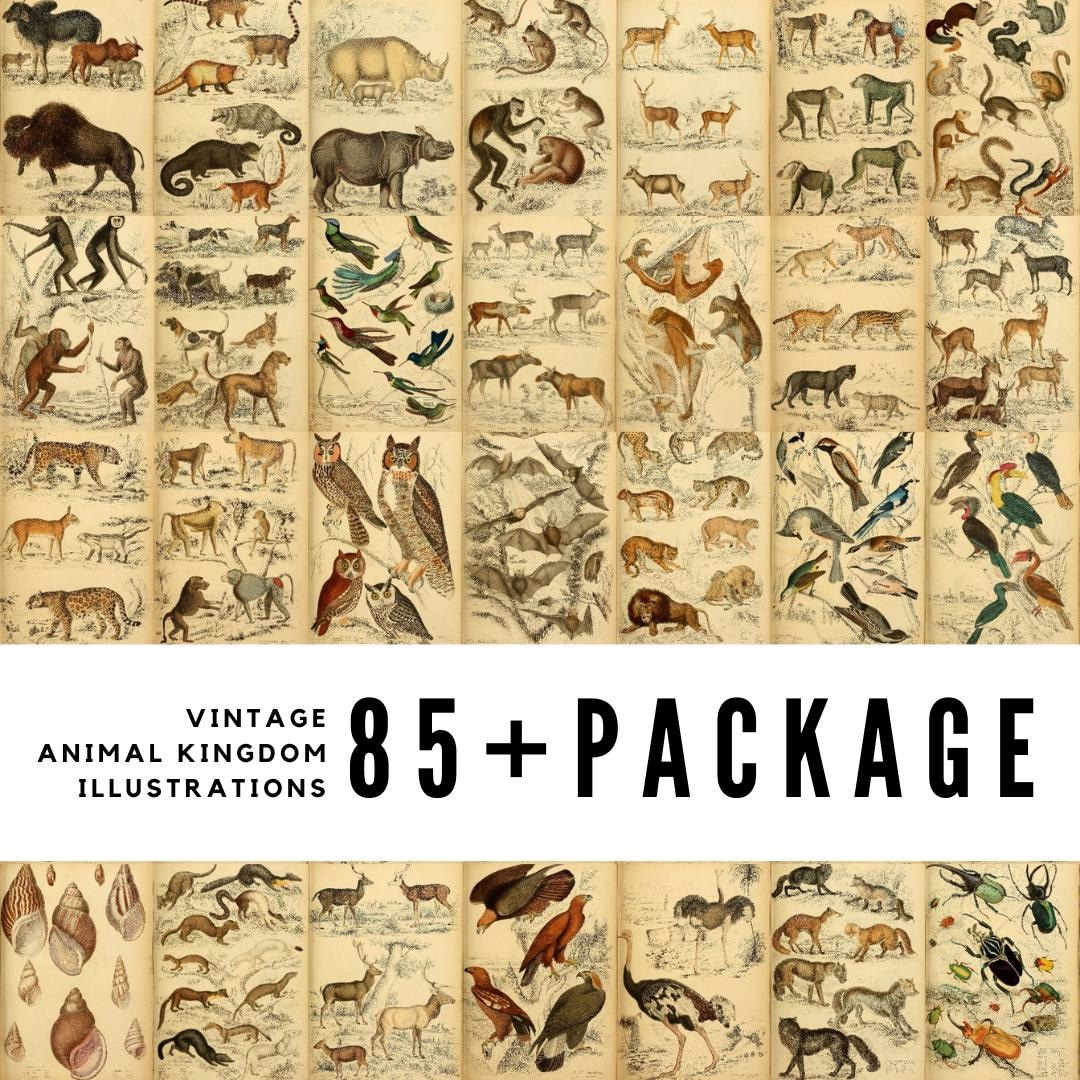 85+ Vintage Animal Kingdom Illustrations / High-quality Digital ...