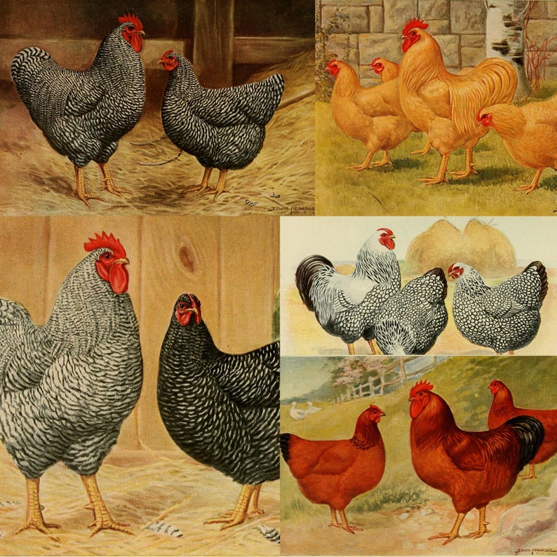 65+ Vintage Poultry Illustrations / Digital Downloads - Etsy