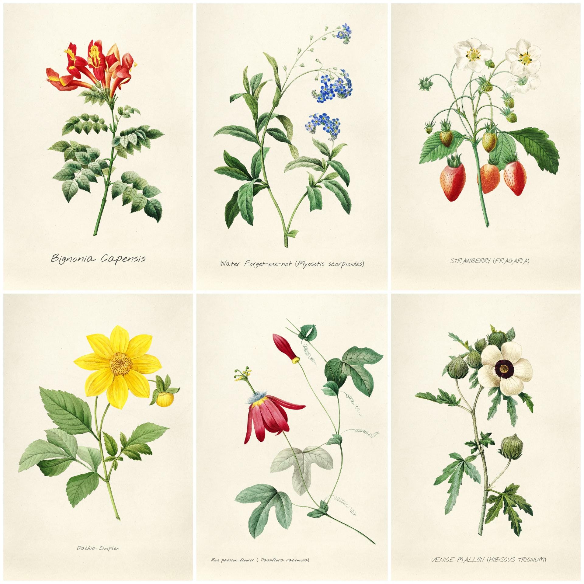 Vintage Botanical Prints: 100+ Joseph Redouté Floral Illustrations ...