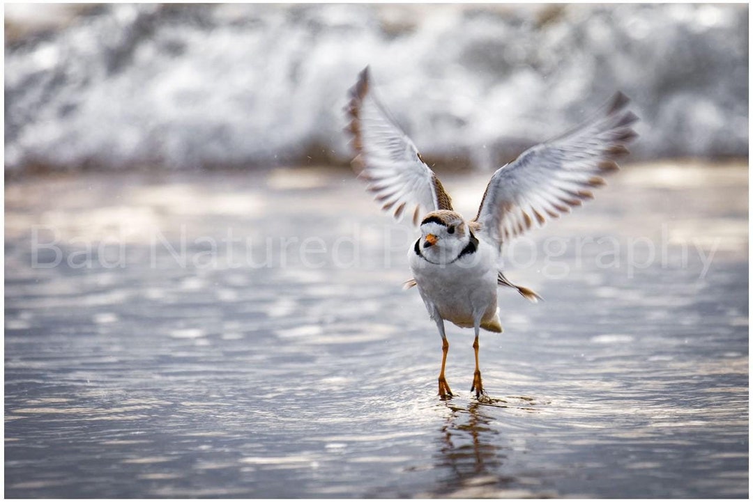 Piping Plover Art Print Gift, Coastal Bird Photo, Beach Home Decor ...