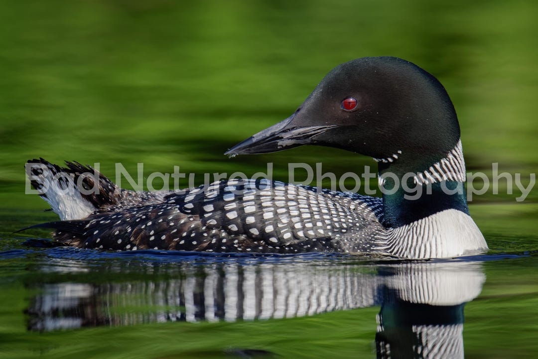 Common Loon Photograph: New England Wildlife Art Print (digital ...