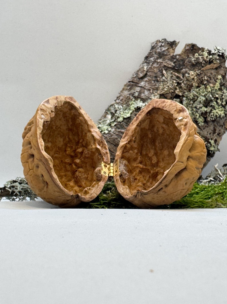 Rustic Walnut Shell Surprise Box: Extra Large Dollhouse Blank for Your ...