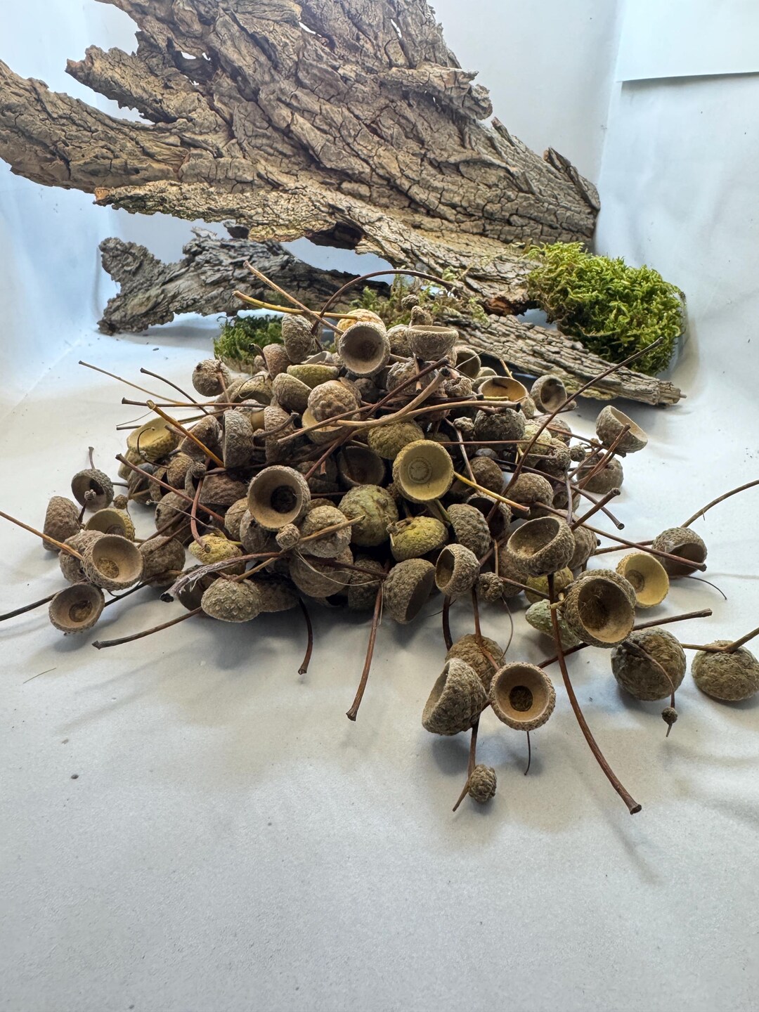 150 Pieces Natural Acorn Caps, Real Oak Acorn Tops for Crafts, Woodland ...