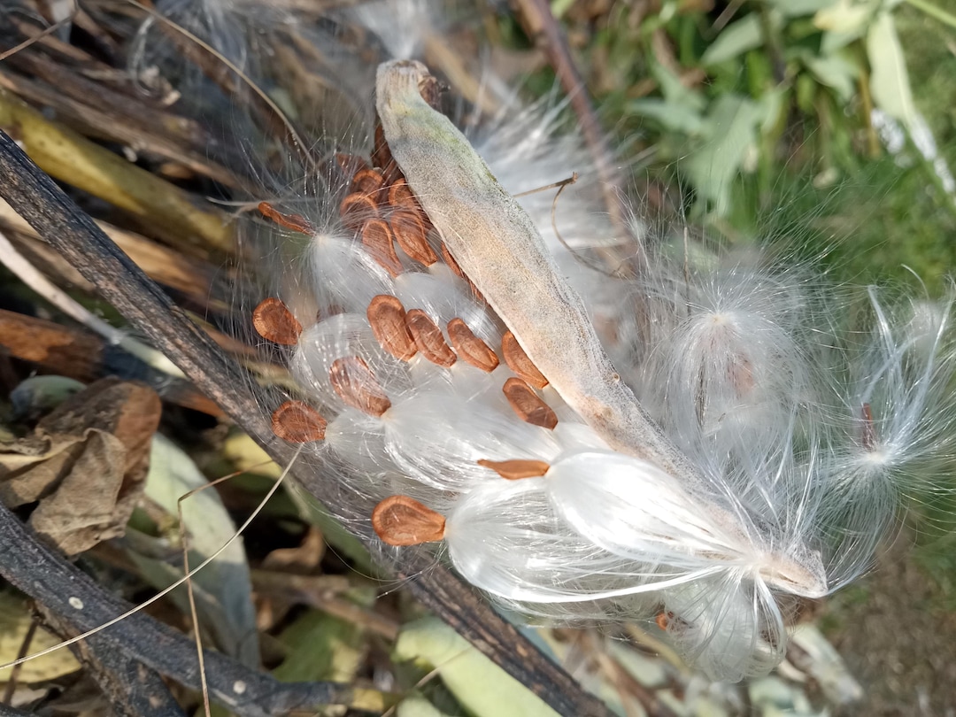 1 Oz/28g Milkweed Floss, Milkweed Silk, Milkweed Fluff, Papermaking ...