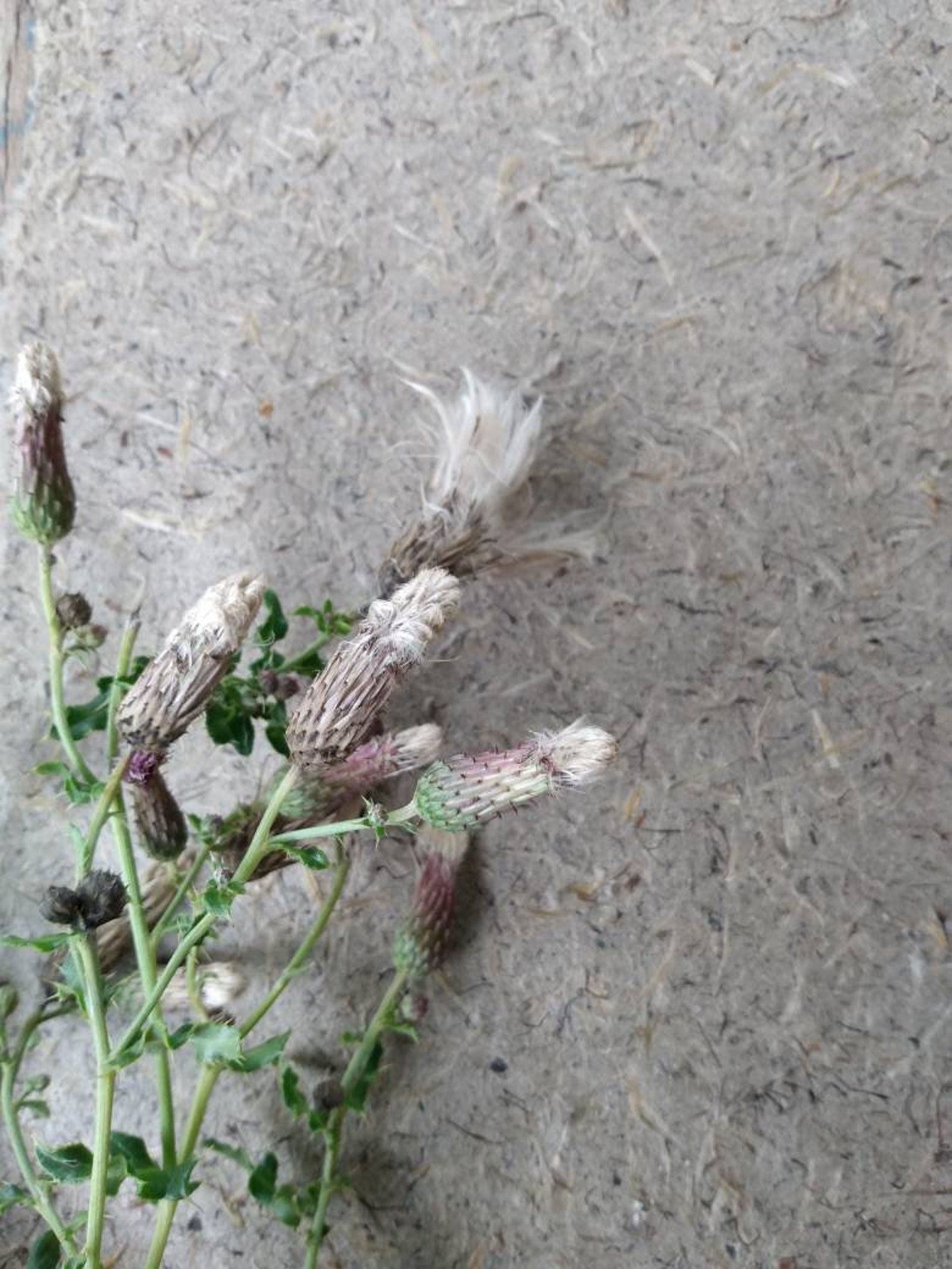 Thistle Paper, Handmade Paper, Plant Paper, Thistle Seed Head Paper ...
