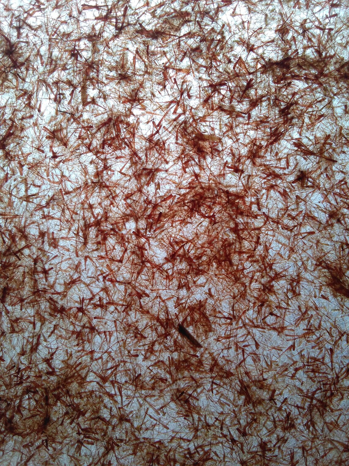 Cattail Fluff Fiber Paper, Handmade Paper, Plant Paper, Cattail Fluff ...