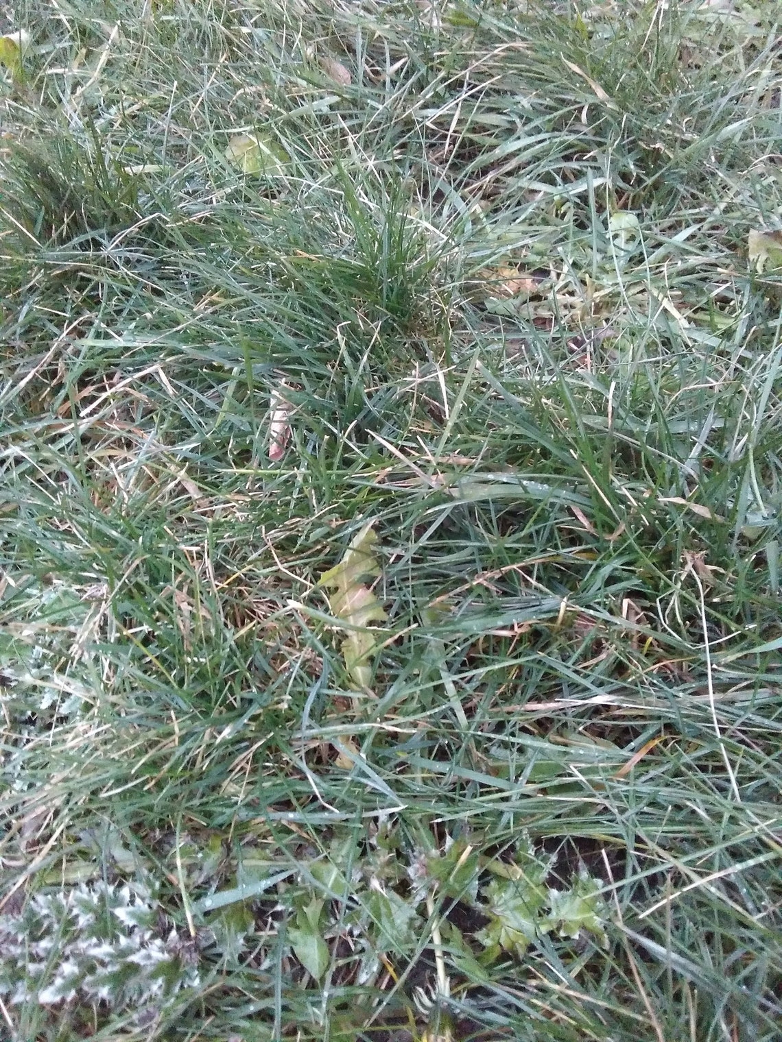 Lawn Grass Paper, Handmade Paper, Grass Paper, Handmade Paper, Plant ...