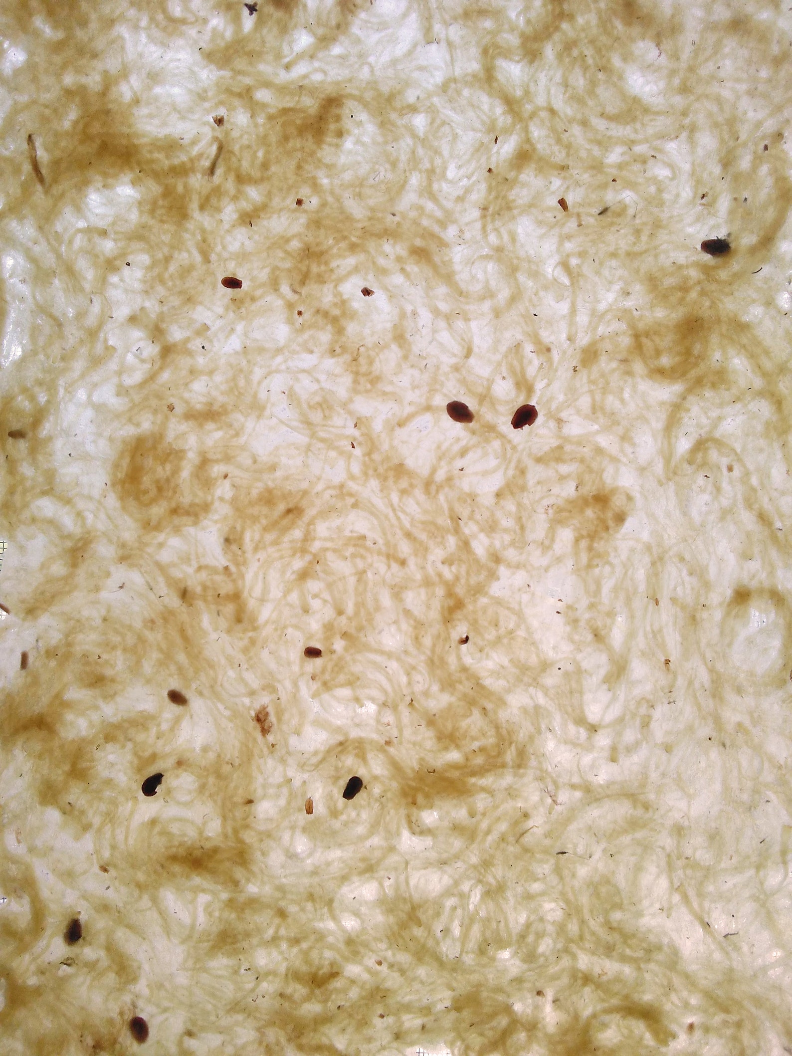 Milkweed Fluff Paper, Handmade Paper, Plant Paper, Milkweed Fluff Paper ...